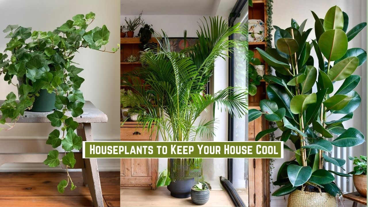 Beat the heat with these amazing indoor plants