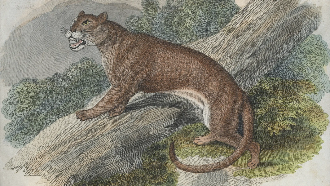 Cougars in Tennessee: History, sightings, and conservation