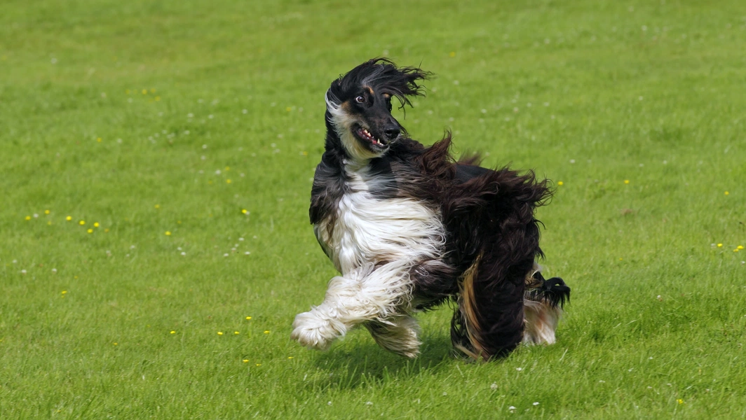 12 independent dog breeds that challenge training