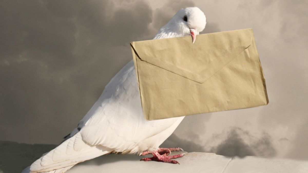 El misterio de la navegación animal resuelto: Las palomas utilizan su ...