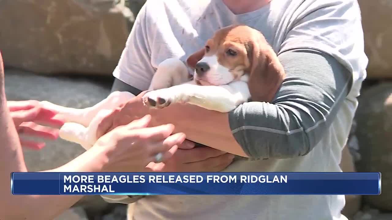 135 beagles released from Ridglan Farms on Wednesday