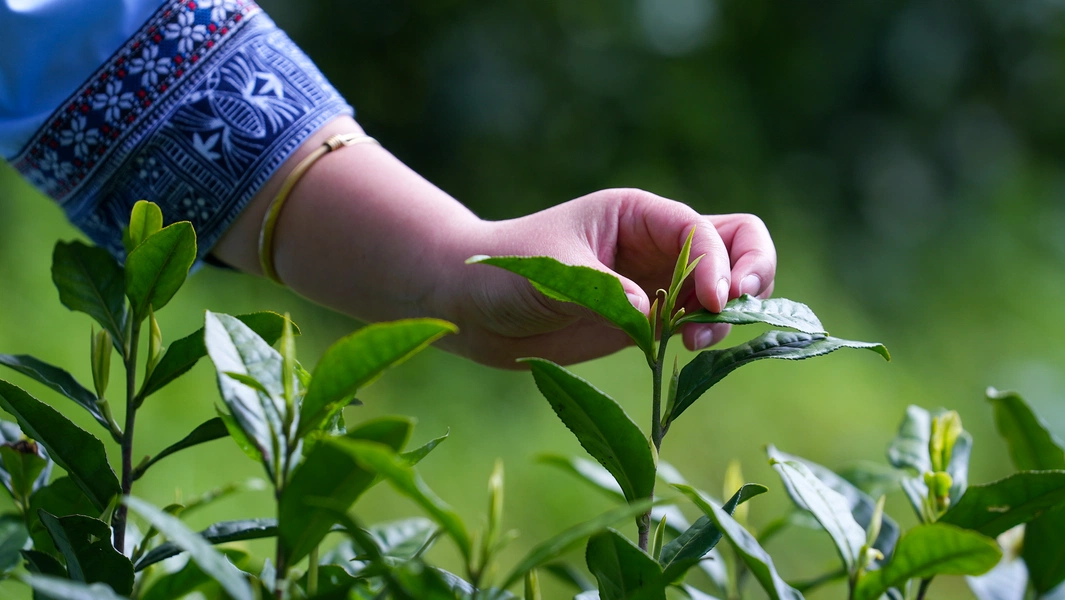 Dietitians highlight black tea's heart, brain, and gut benefits
