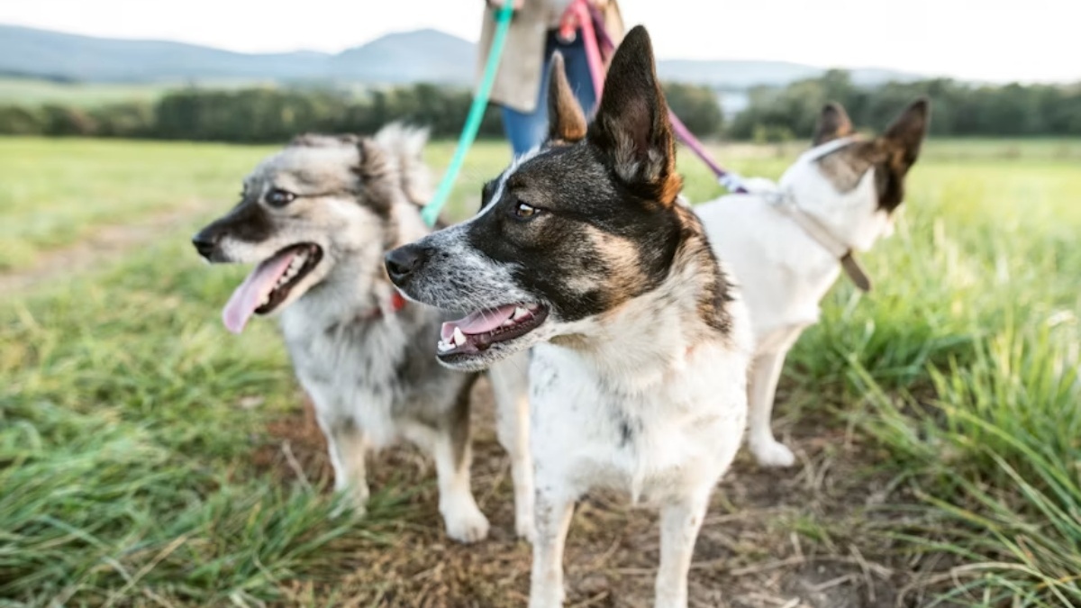 8 breeds that make the ultimate home guardians