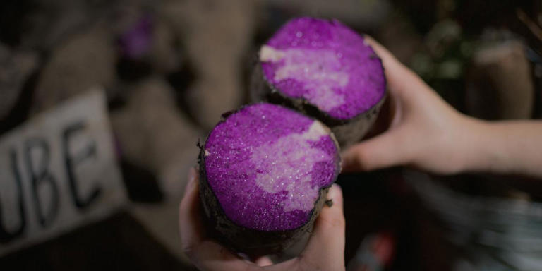 UPLB researchers seek to produce higher-yielding, more nutritious ube