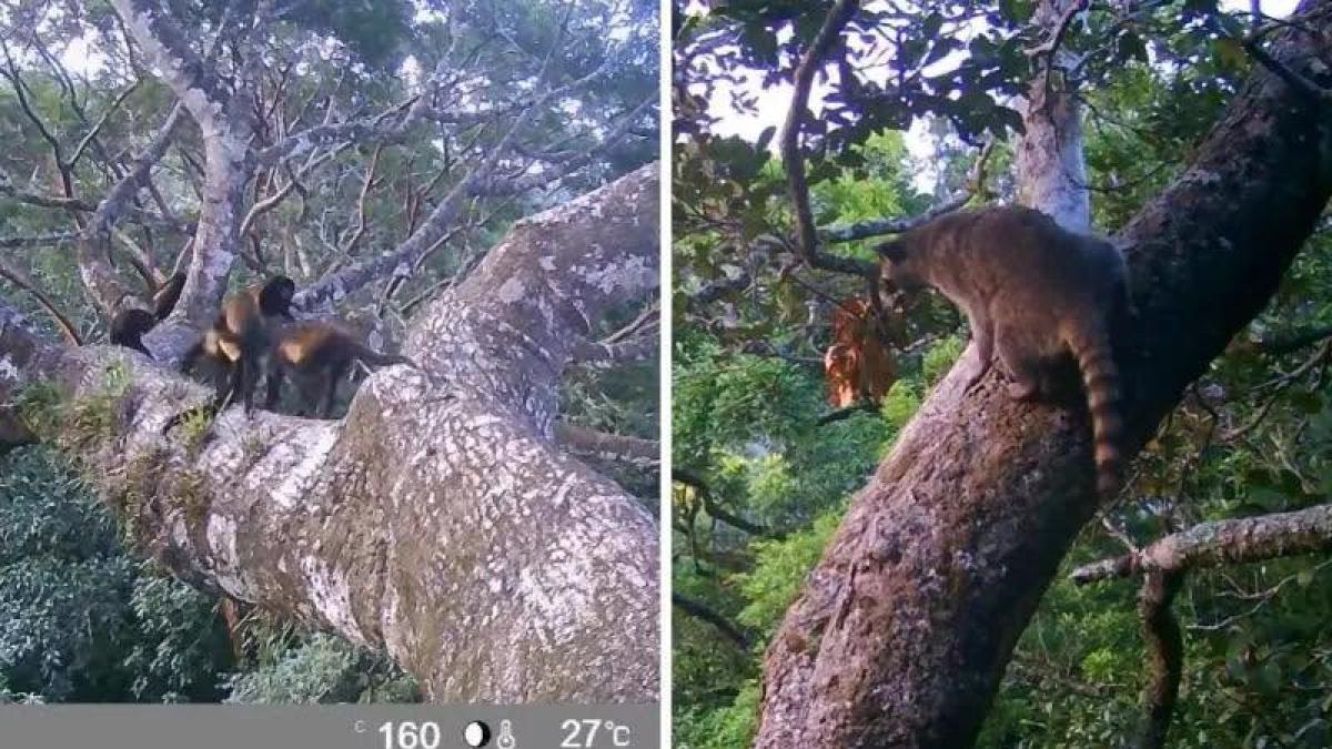¿Especies extintas? Captan tigrillos, tayras y cacomixtles en la selva ...