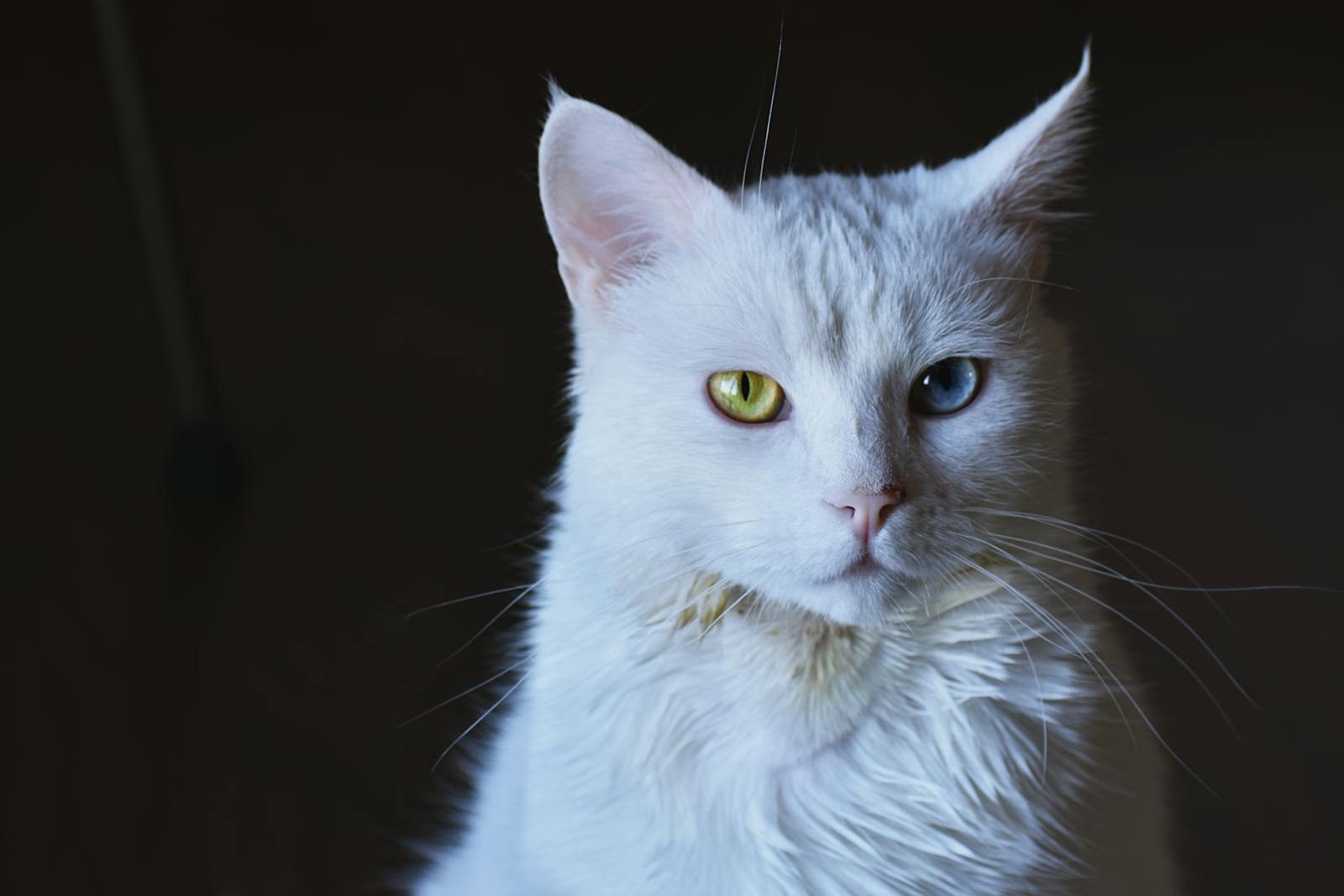 Why do some rare cats have two different eye colors?