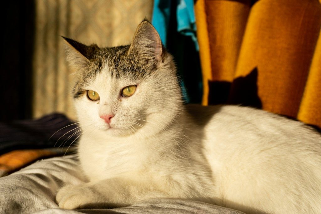 Why do some rare cats have two different eye colors?