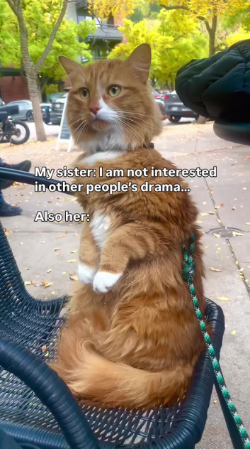 Adorable cat drama love you, sister!