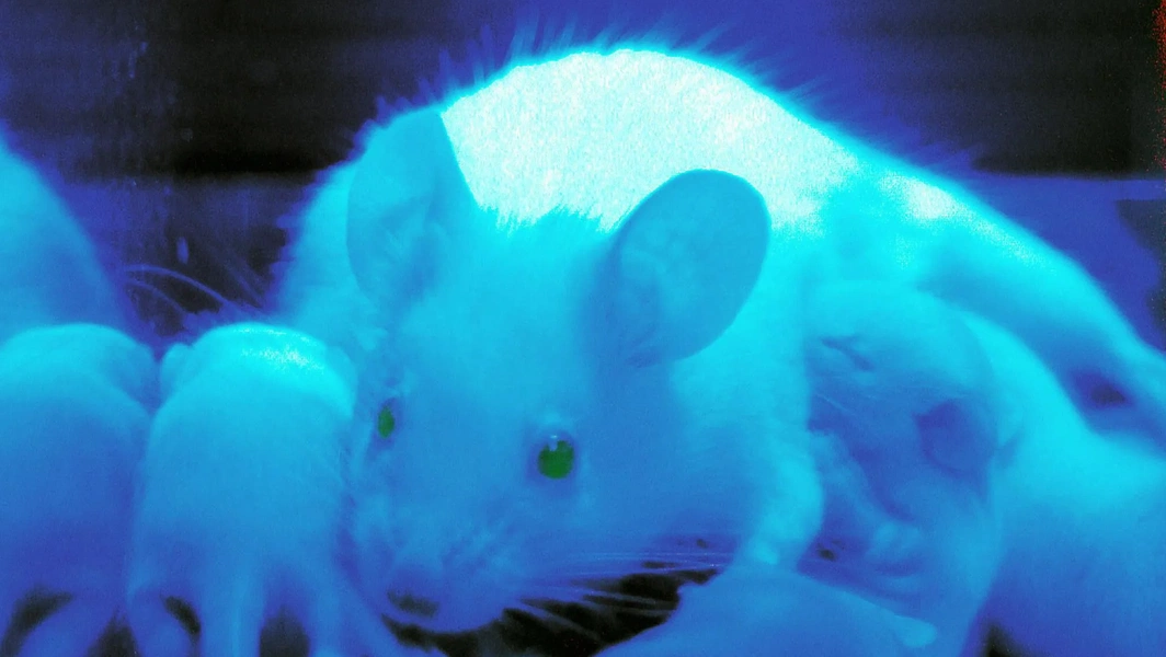 House GOP mocked for 'trans-ing the mice' midterm pitch