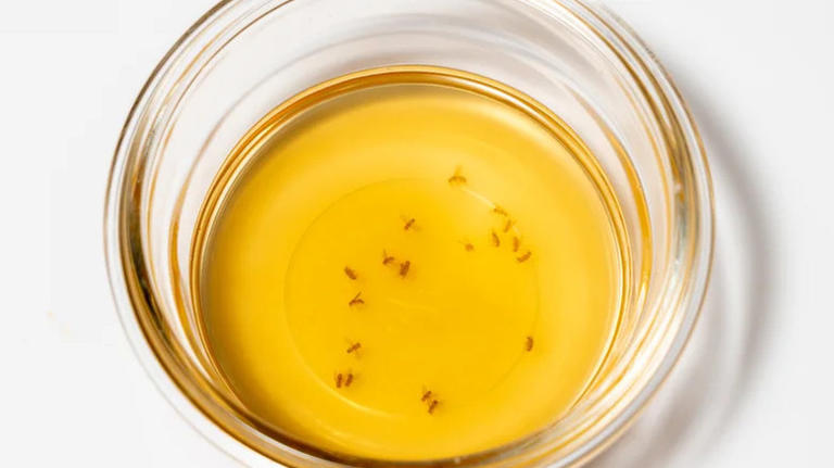 Fruit flies in the kitchen? Pour a shot of whiskey