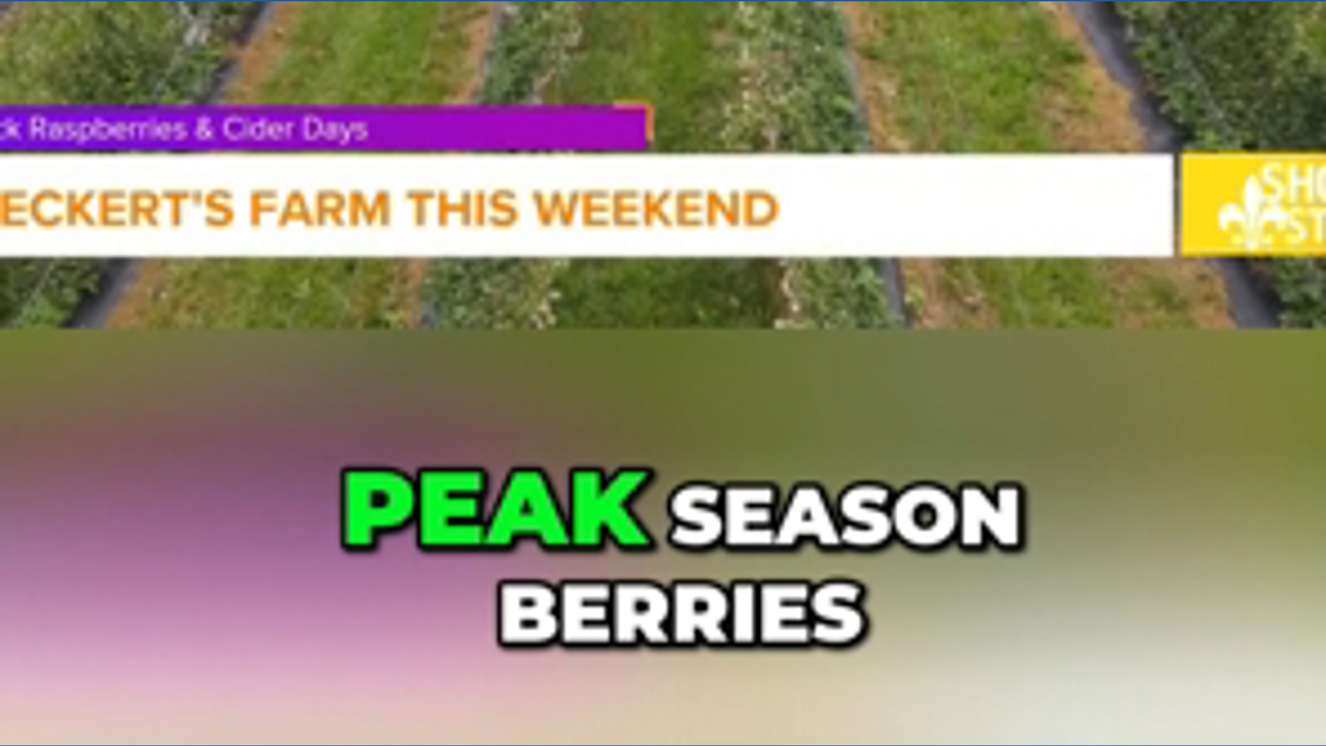 Eckert's launches limited black raspberry picking weekend in Belleville