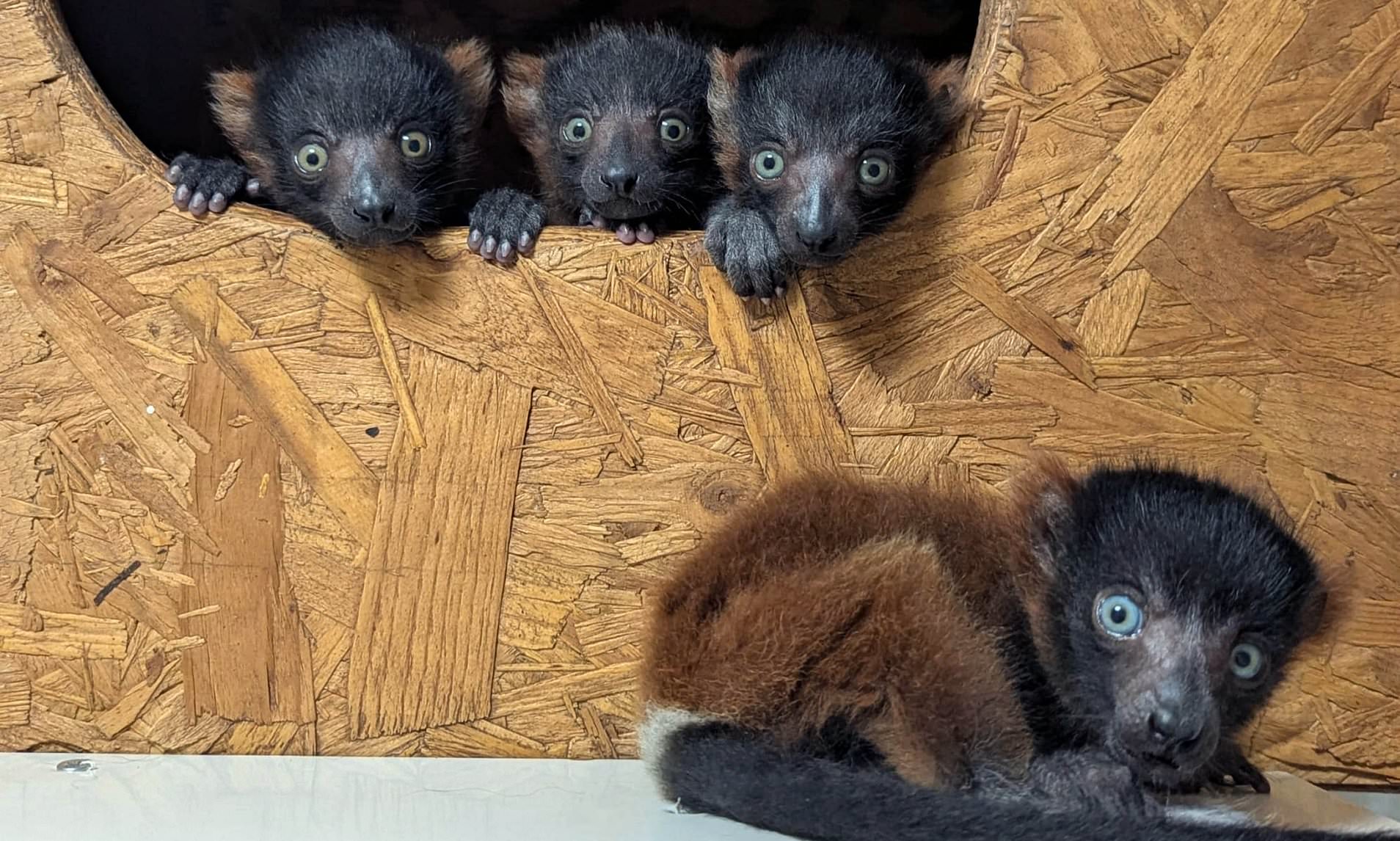 Quad almighty! Critically endangered lemur welcomes four healthy pups ...