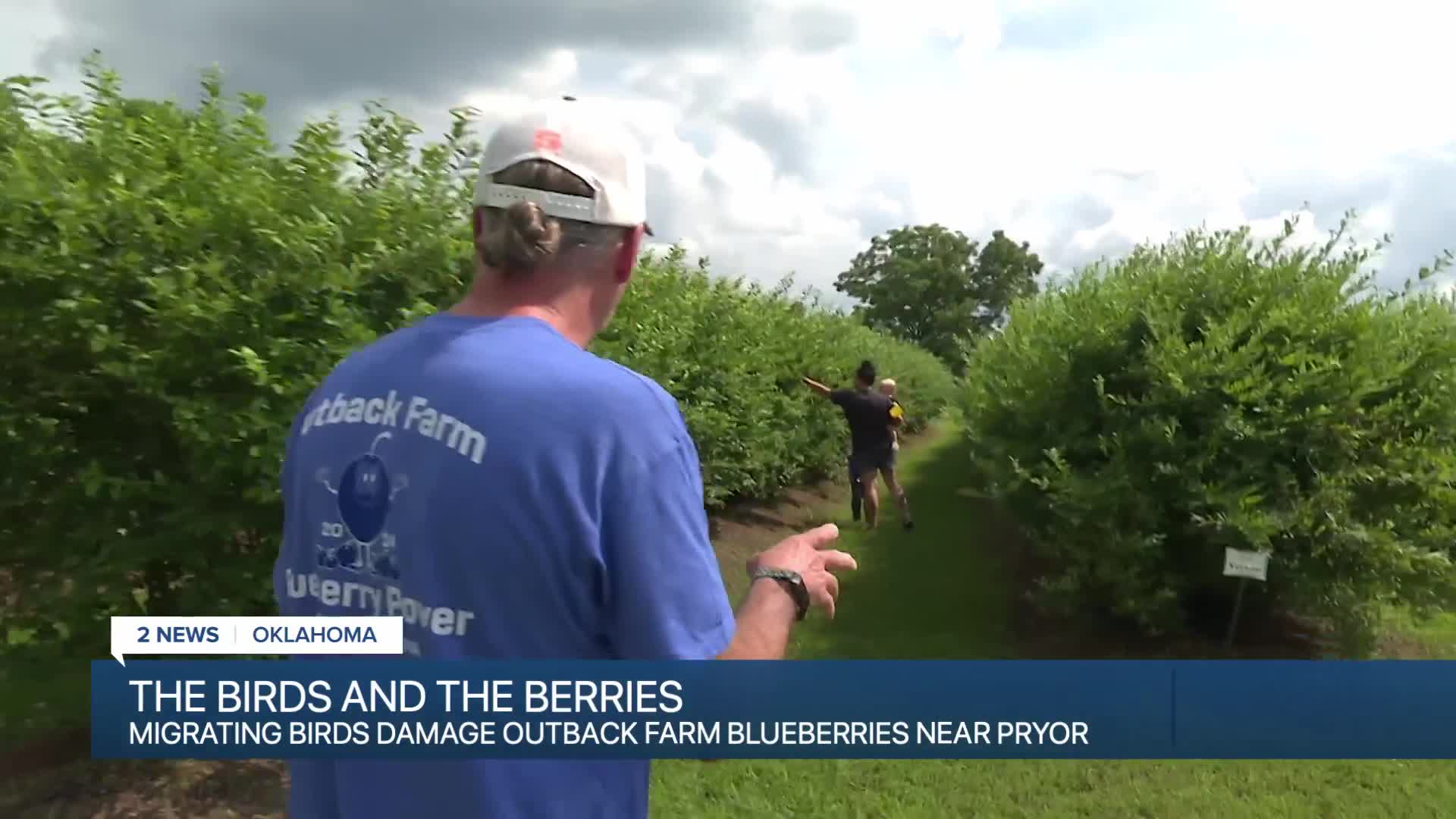 Birds and the berries: Pryor-area blueberry farm opens after bird attack