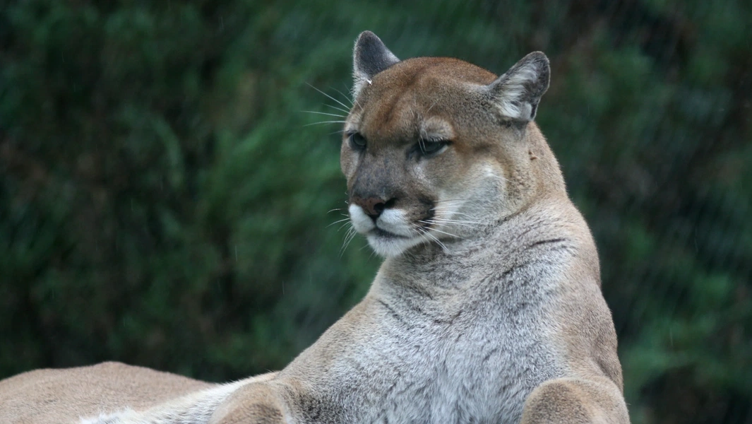 Cougars in Tennessee: History, sightings, and conservation