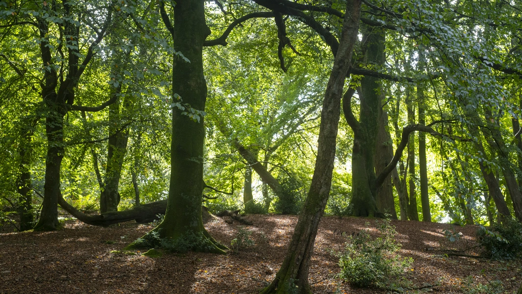 19 strange and surprising forest discoveries