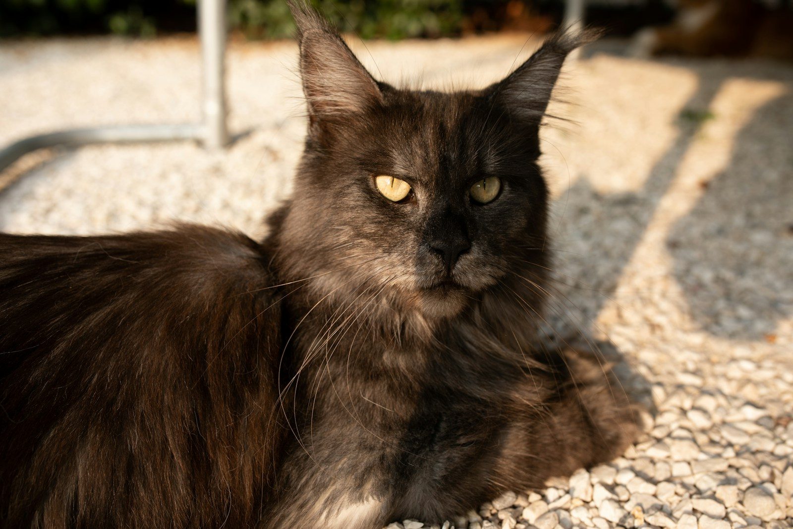 The rare cat breed coat that looks like space