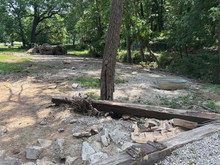 Northland nonprofit says clogged storm drain led to miniature horse’s death