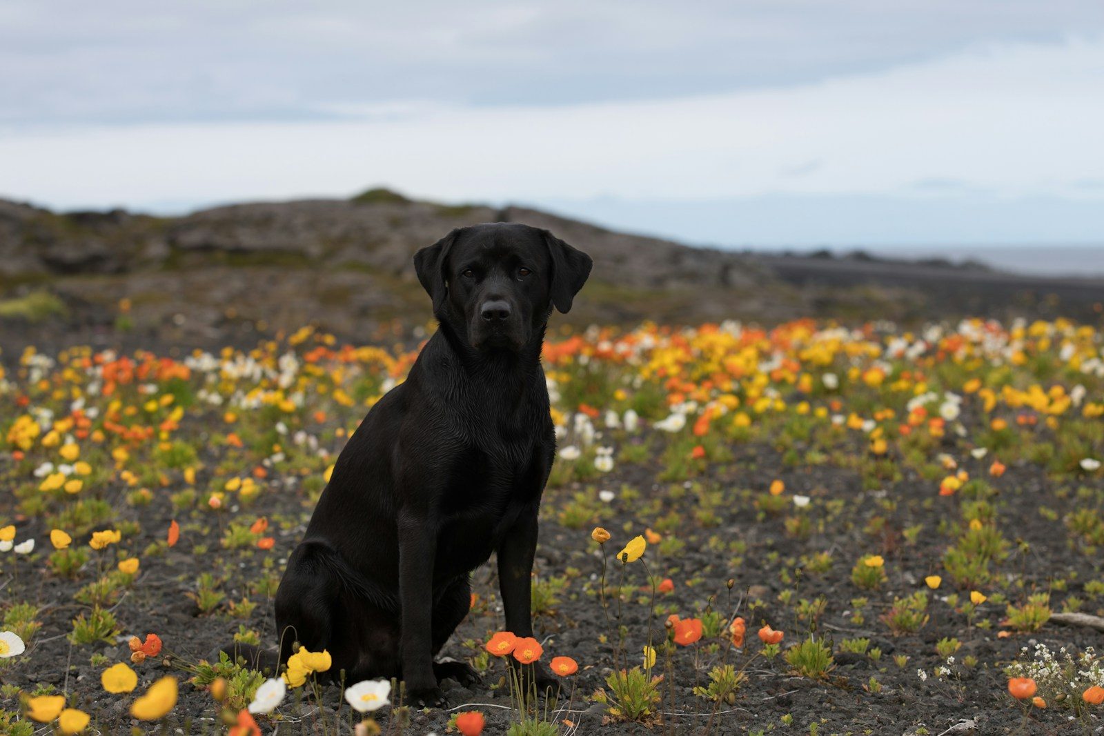 Woman adopts lab puppy and is stunned by what the DNA test reveals
