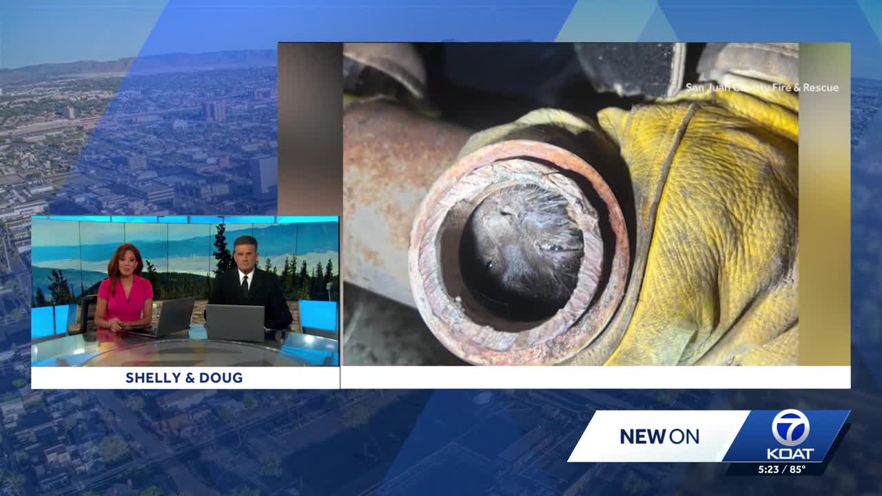 Cat rescued from pipe in San Juan County now needs a name after fire ...