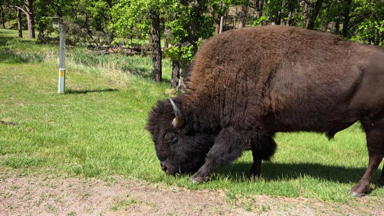 Custer State Park officials urge caution near bison