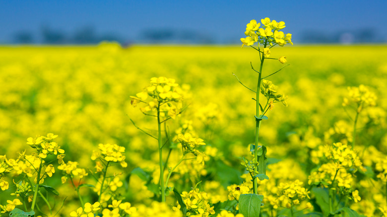 Everything you need to know about mustard oil