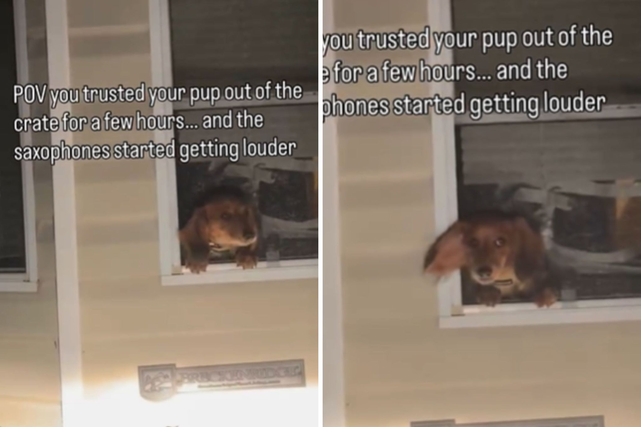 Owner left anxious puppy home alone, then discovered the damage