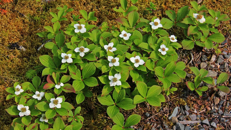Best ground cover plants to stop weeds – 7 beautiful varieties that ...