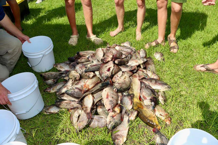 12kg catch in Aussie waterway reveals huge war against invasive pest ...