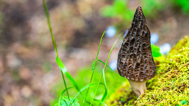 Why people used to start forest fires just to find this coveted mushroom