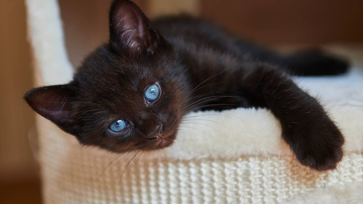 Meet Tuesday: The tiny dwarf cat with blue eyes who's breaking hearts ...