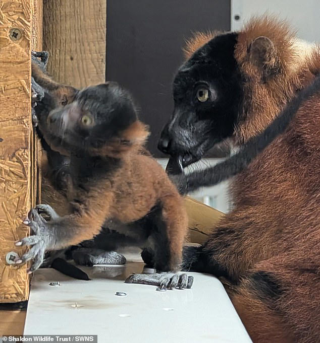 Quad almighty! Critically endangered lemur welcomes four healthy pups ...