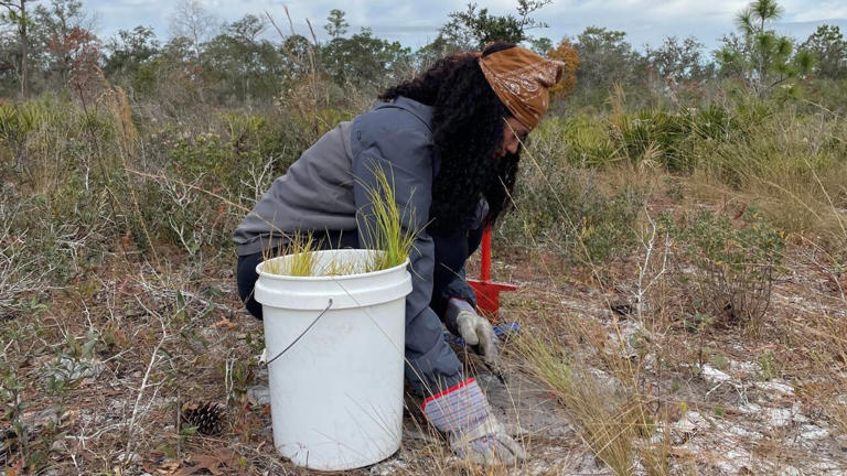 FWC seeks volunteers to plant native species ahead of Florida’s wet ...