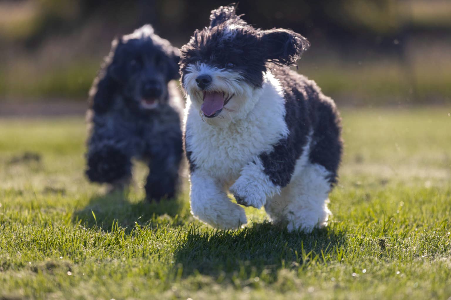 Watch mini Sheepadoodle puppies take their adorable first swim lesson