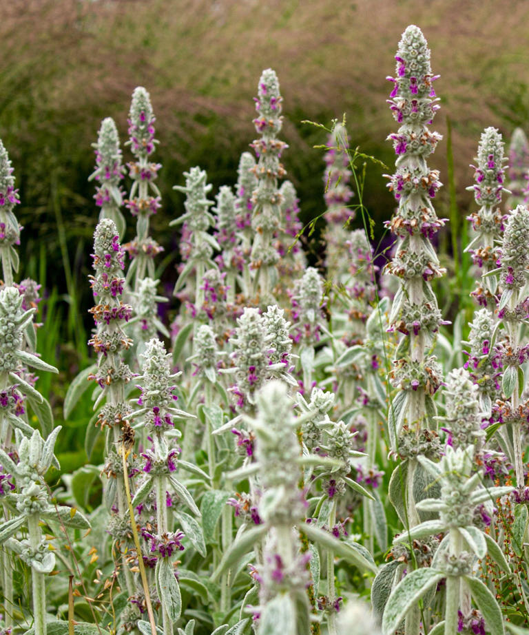 Garden growing too fast? Here's how landscapers rein it in, whilst ...