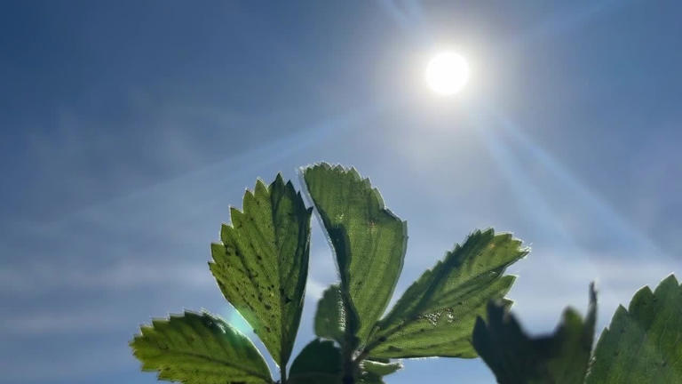 Farmers markets open as Kewaskum grower faces weather swings