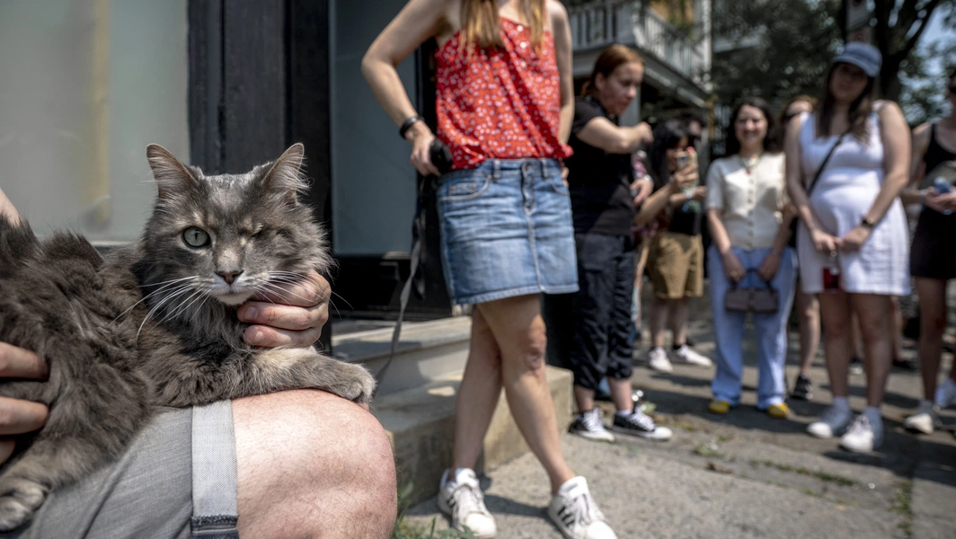 10 inspiring cat rescue stories