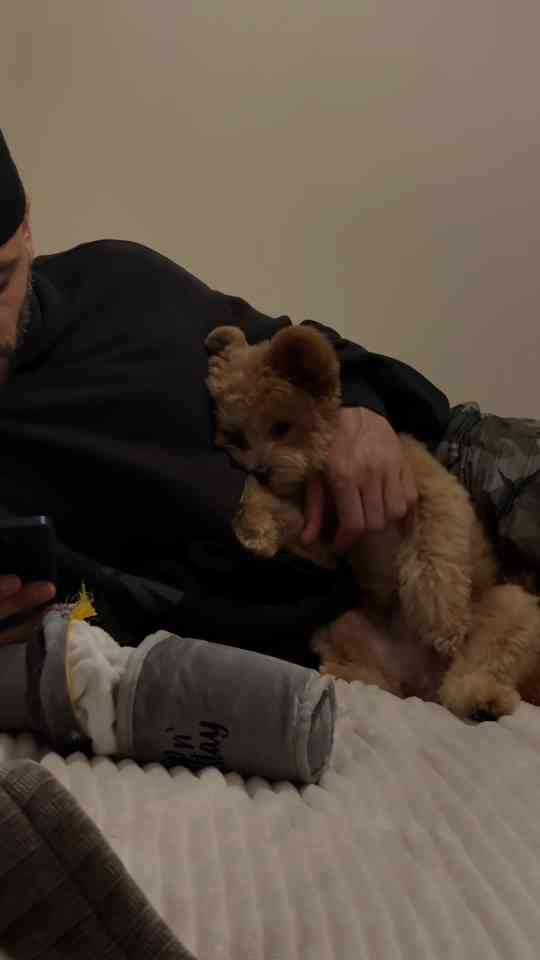 Barney the Pomapoo comfortably snuggles beside his owner