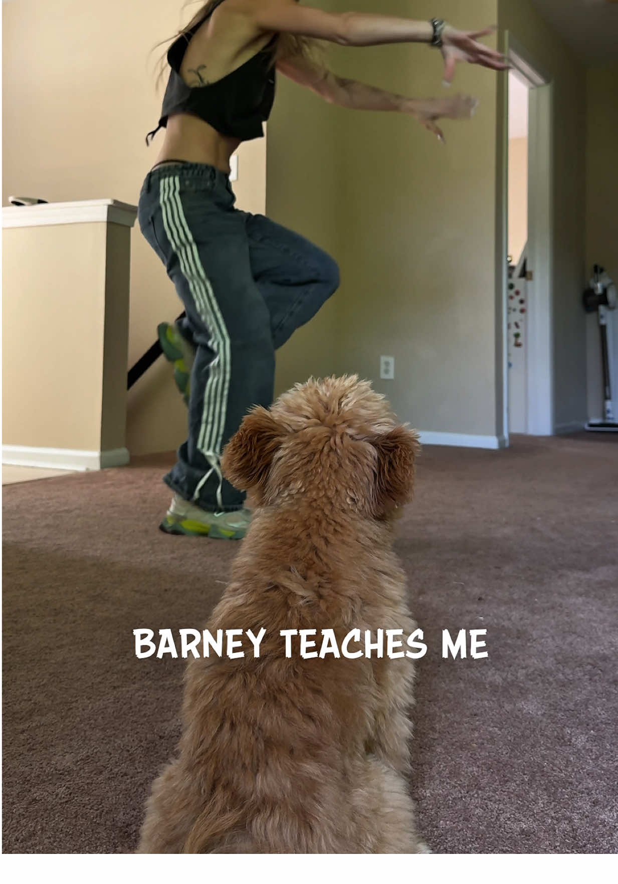 Watch tiny Pomapoo Barney give dance lessons to Oksi