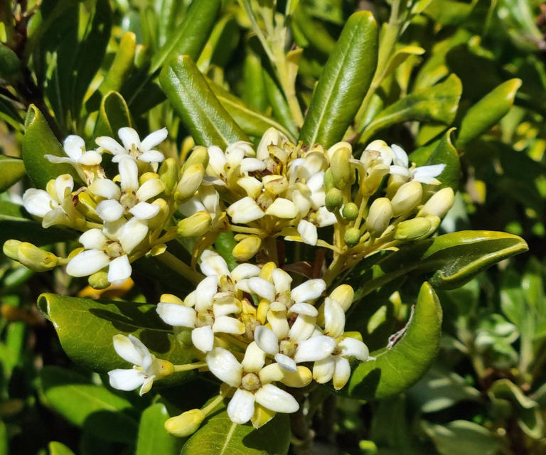 Best ground cover plants to stop weeds – 7 beautiful varieties that ...