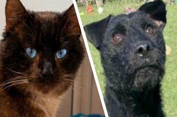 Meet 5 adorable animals in Cumbria longing for their forever homes