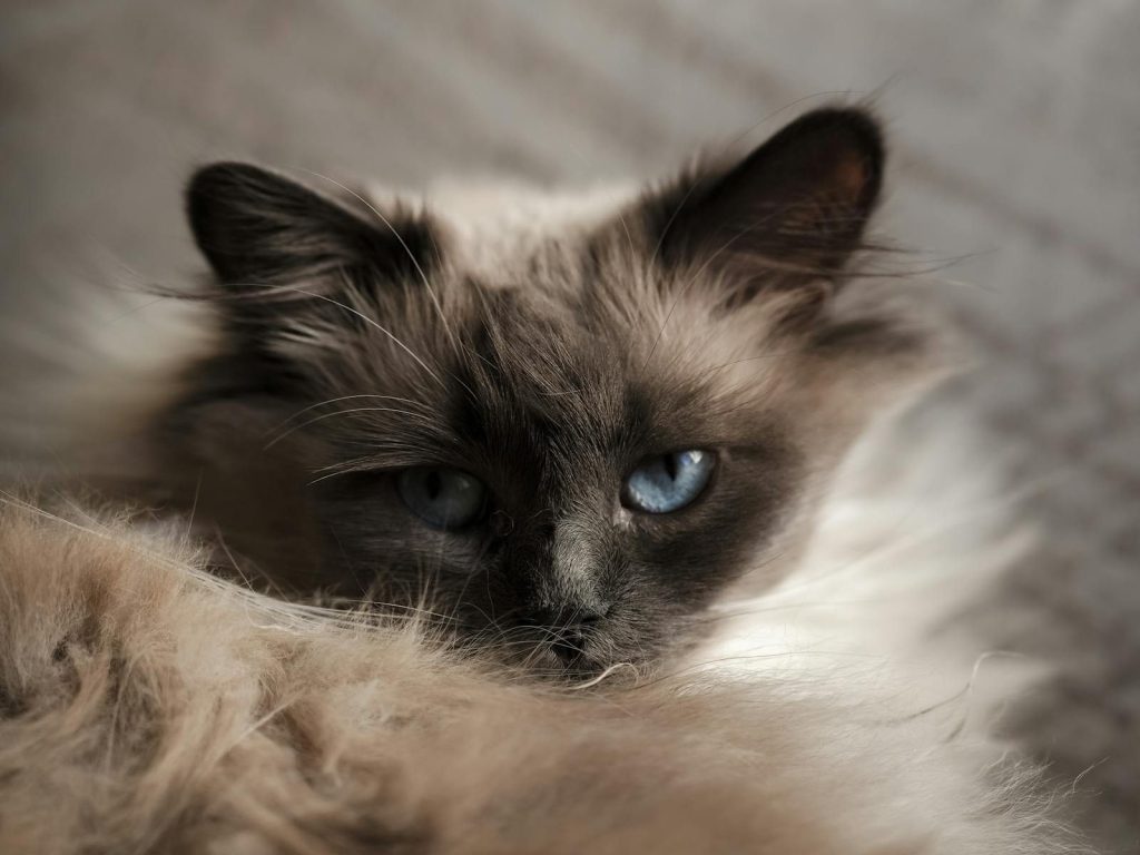 The rare cat breed coat that looks like space