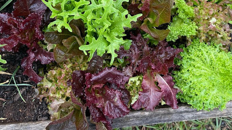 Yes, you can easily grow your own vegetables at home - especially if ...