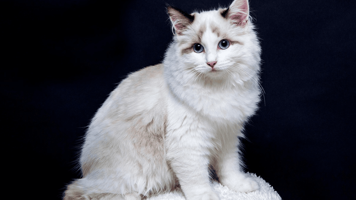 5 things cats tell you with their purring