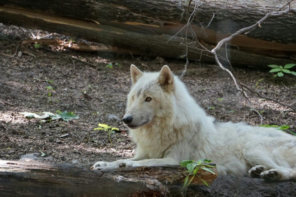 5 of the largest and most powerful wolves on Earth