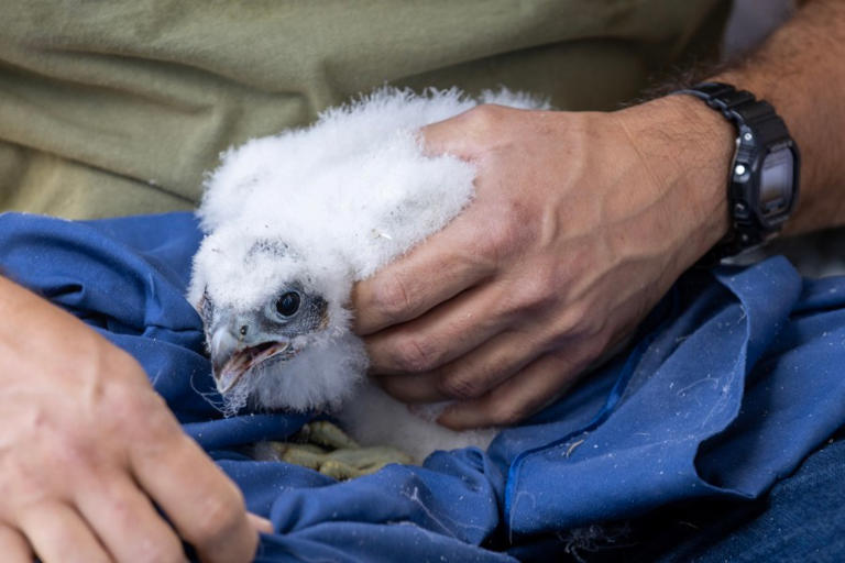 UC Davis Medical Center peregrine falcon chicks reach milestone