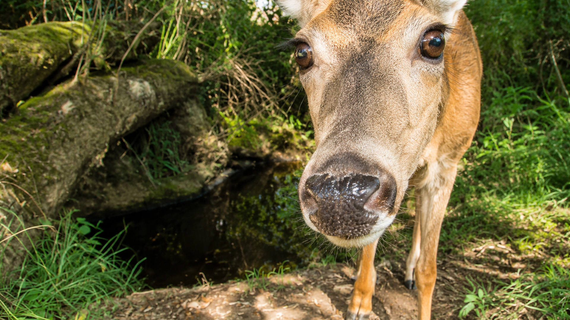 This curious forest visitor couldn't resist the camera