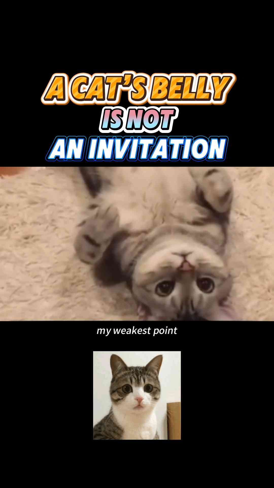 The funny warning signs cats display right before turning a friendly ...