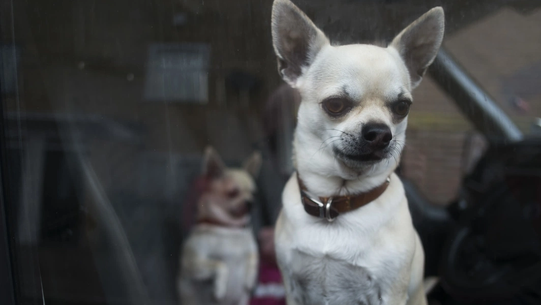 28 small dog breeds with puppy-like charm