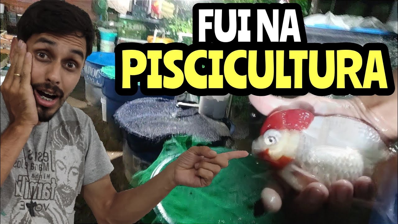 Comprei um pirarucu para o lago piscina gigante