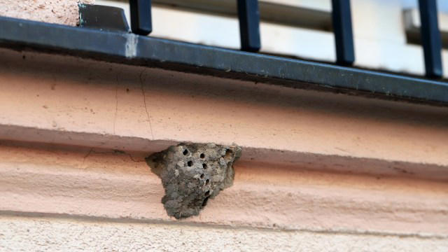 Indiana homeowner cracks open porch wasp nest and finds it stuffed with ...